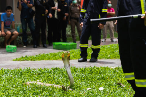 Snakes in the Workplace | James Environmental Management, Inc.
